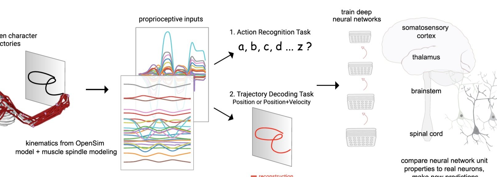 Publications — The Mathis Lab of Adaptive Intelligence