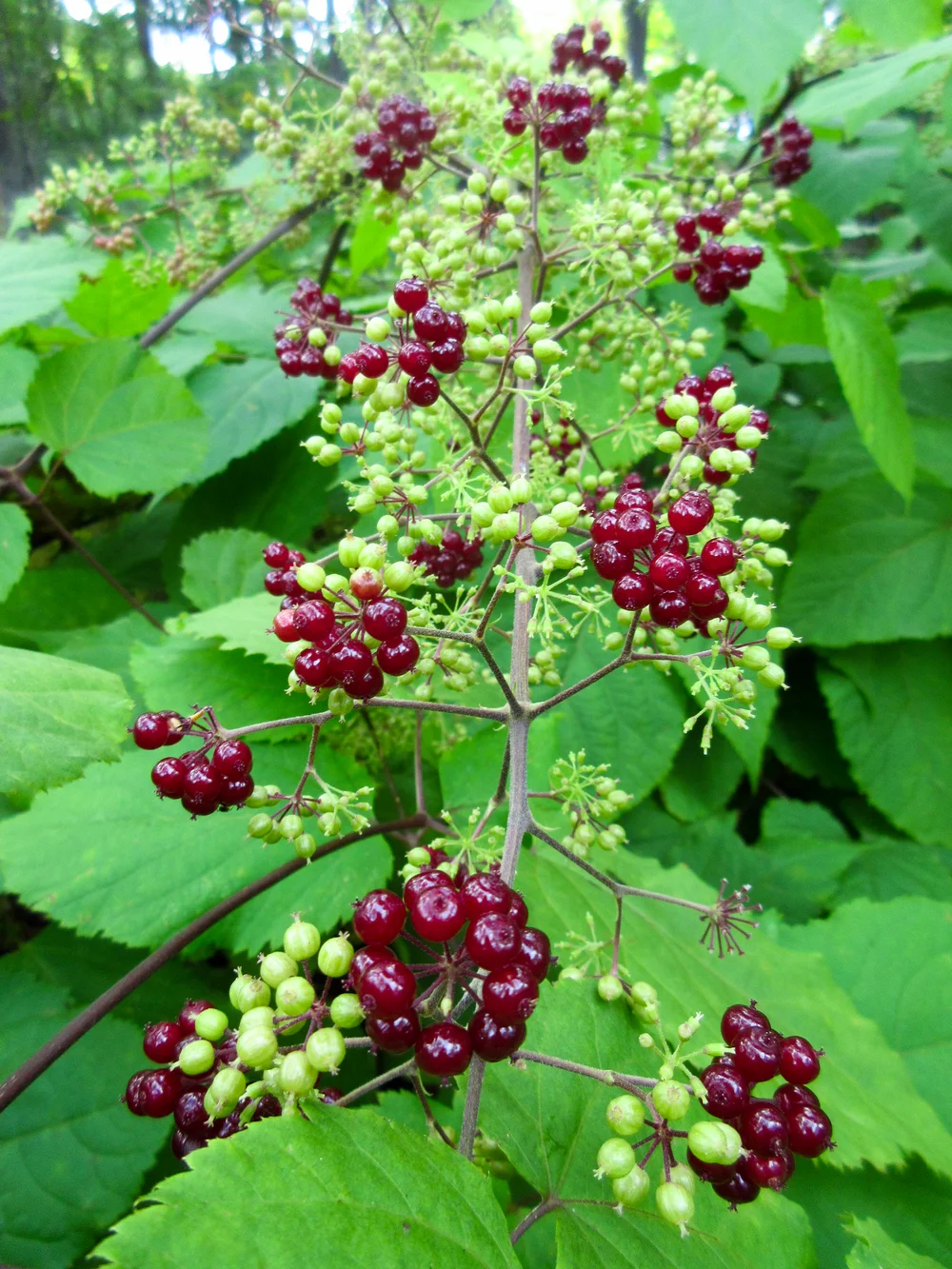 Spikenard — Writing and Music
