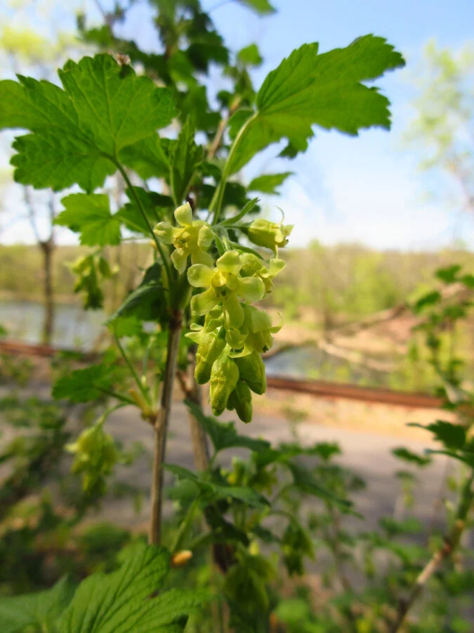 Ribes, the Maligned Fruit — Writing and Music