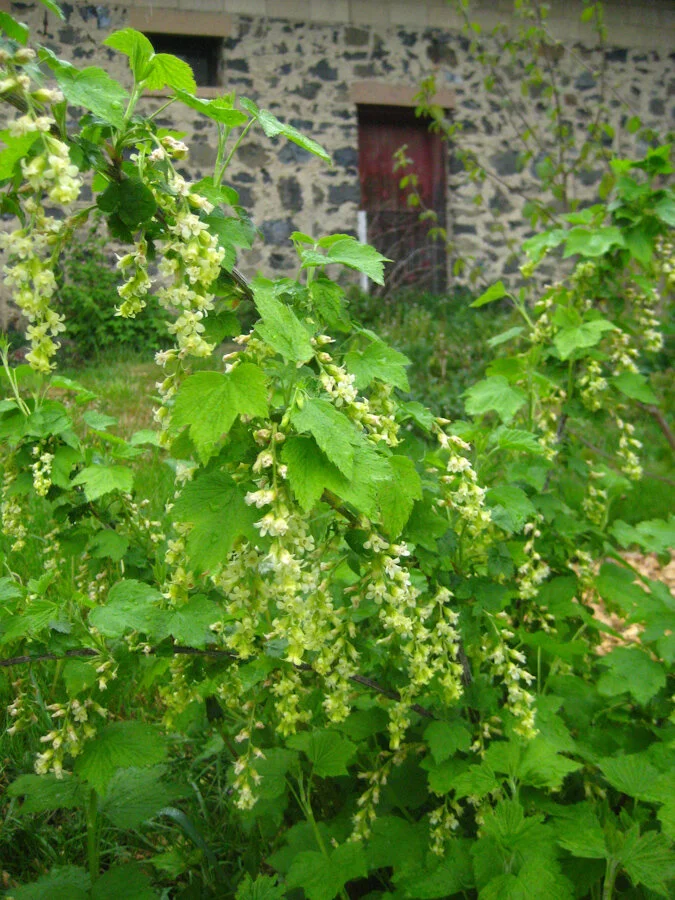 Ribes, the Maligned Fruit — Wild Plant Culture