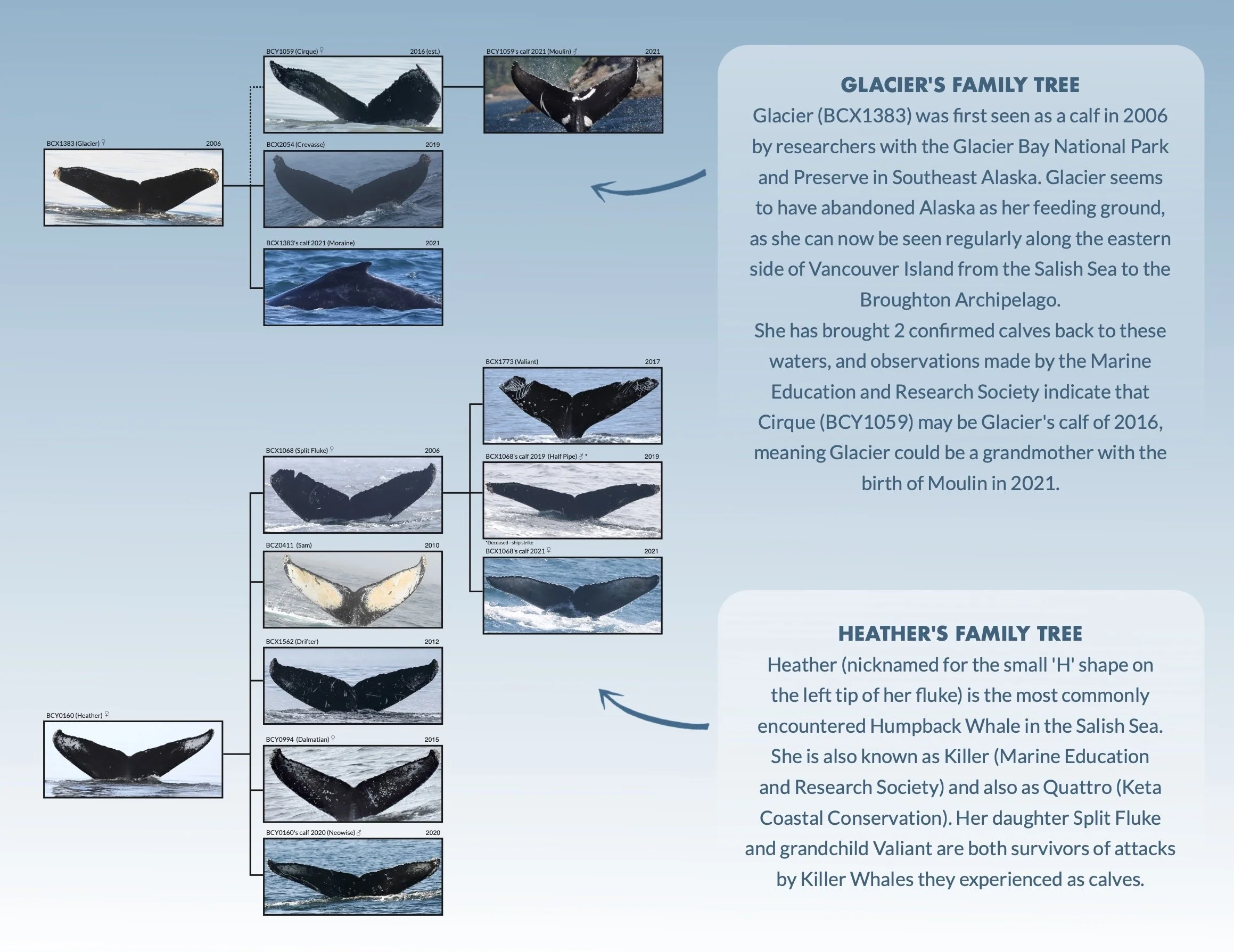 Humpback Whales of the Salish Sea 2022 - Naturalist Edition (PDF ...