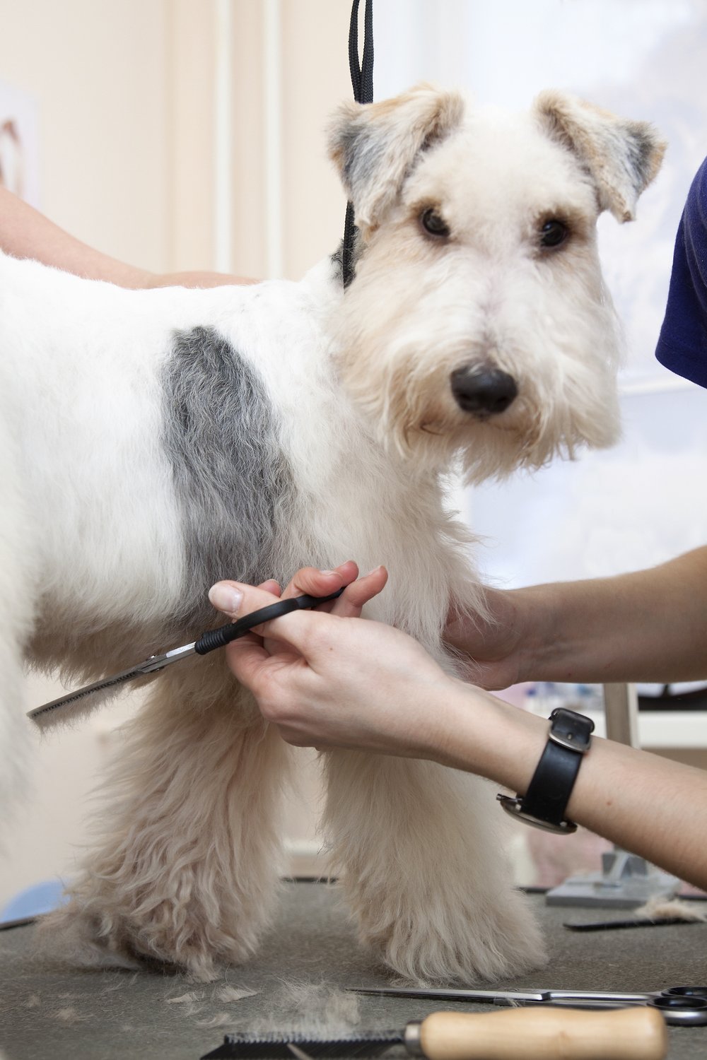 Grooming — Paw Republic