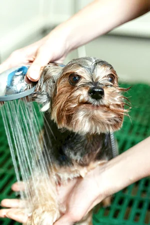 Grooming — Paw Republic