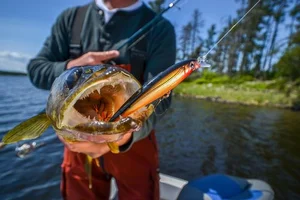 Walleye Line Selection — Joel Nelson Outdoors