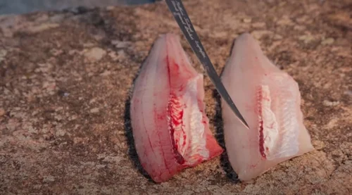 Bleeding Fish - How to Make Any Fish Taste Better — Joel Nelson Outdoors