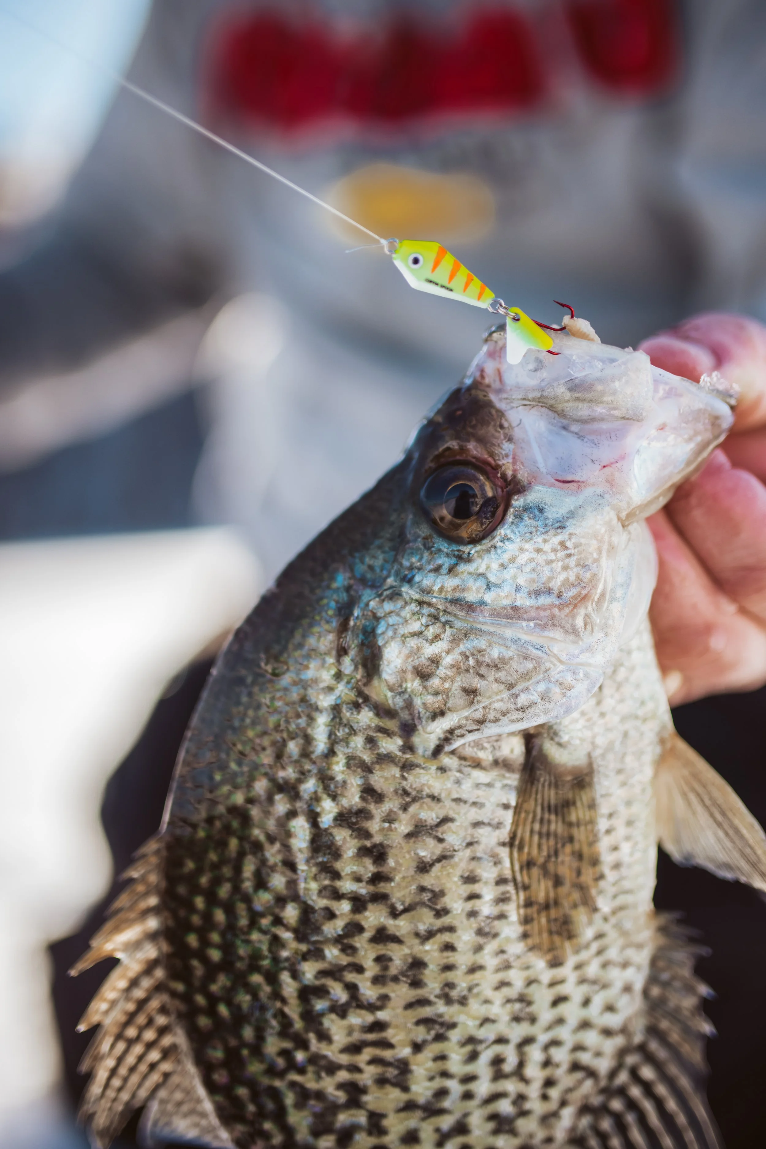 Rattle Versus Flash - Jigging Spoon Selection Guide — Joel Nelson Outdoors