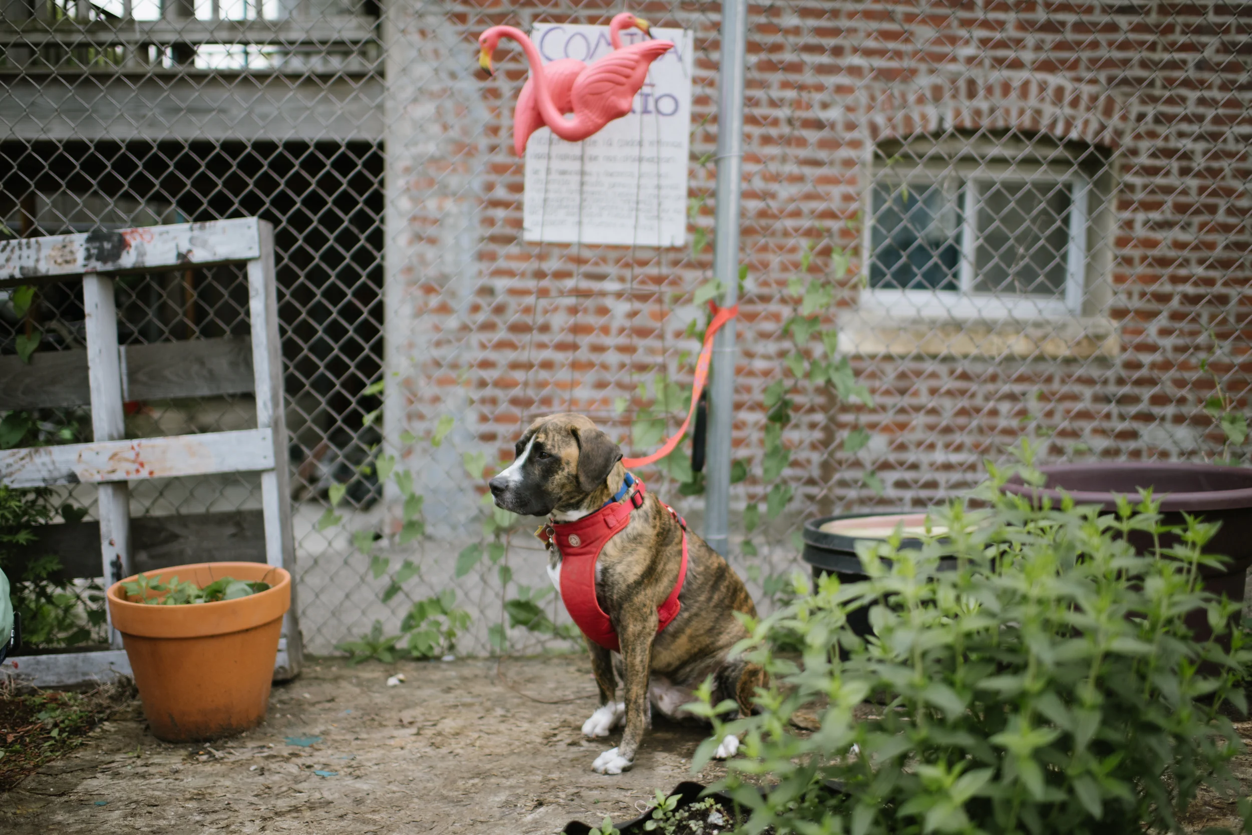 The Little Farm That Could — Edible Boston