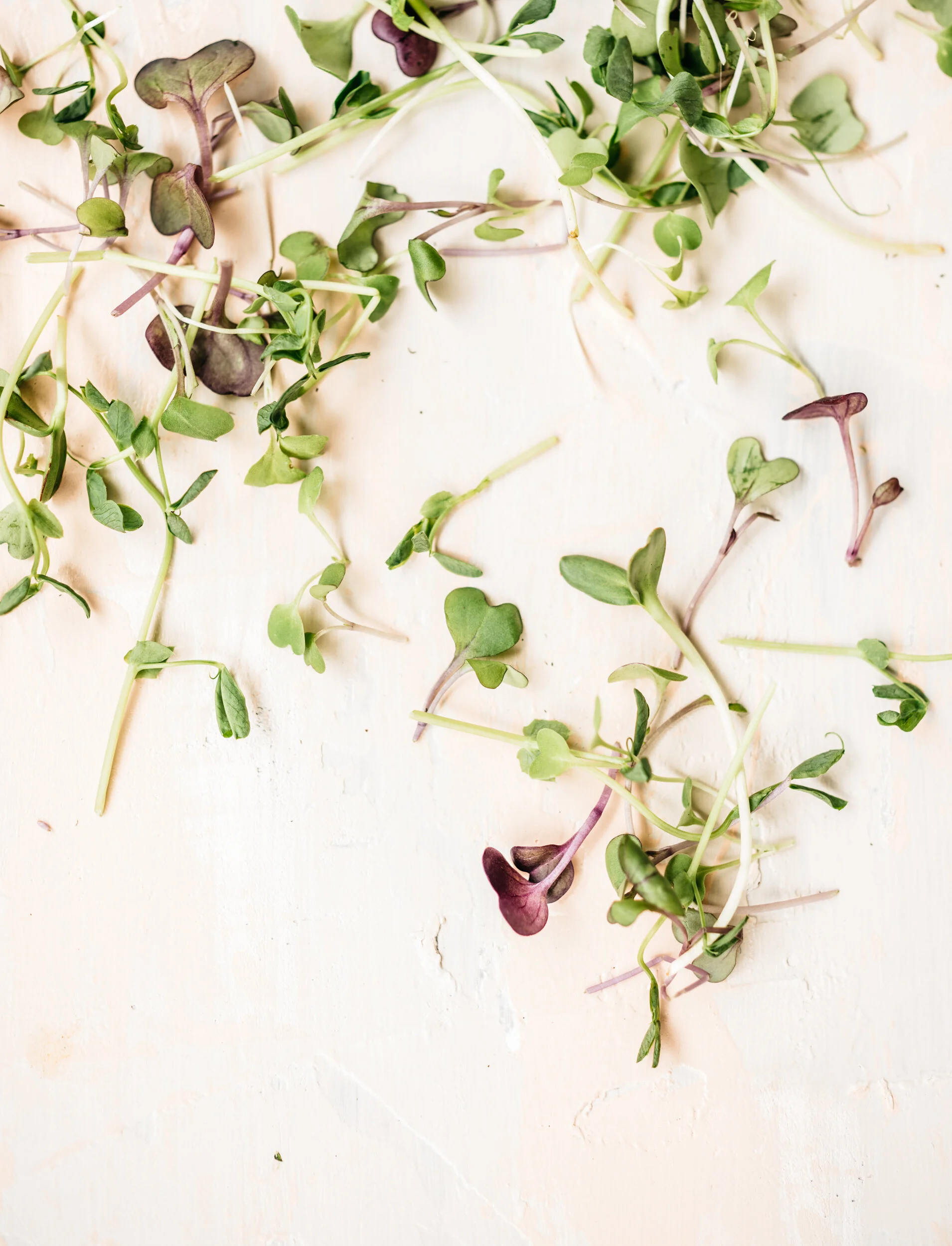 One Ingredient: Mighty Microgreens, Small Footprint — Edible Boston