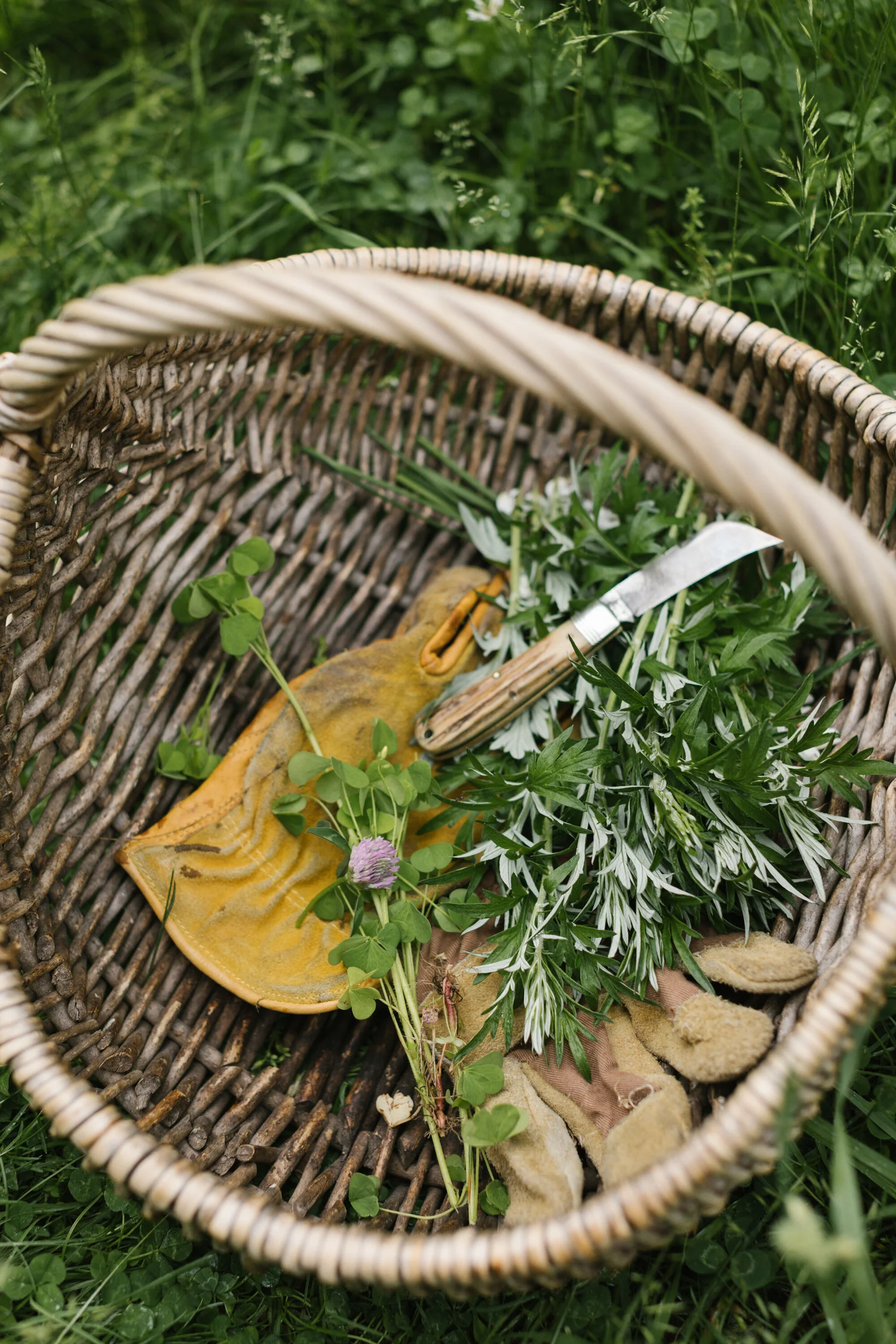 How-to: Urban and Suburban Foraging — Edible Boston