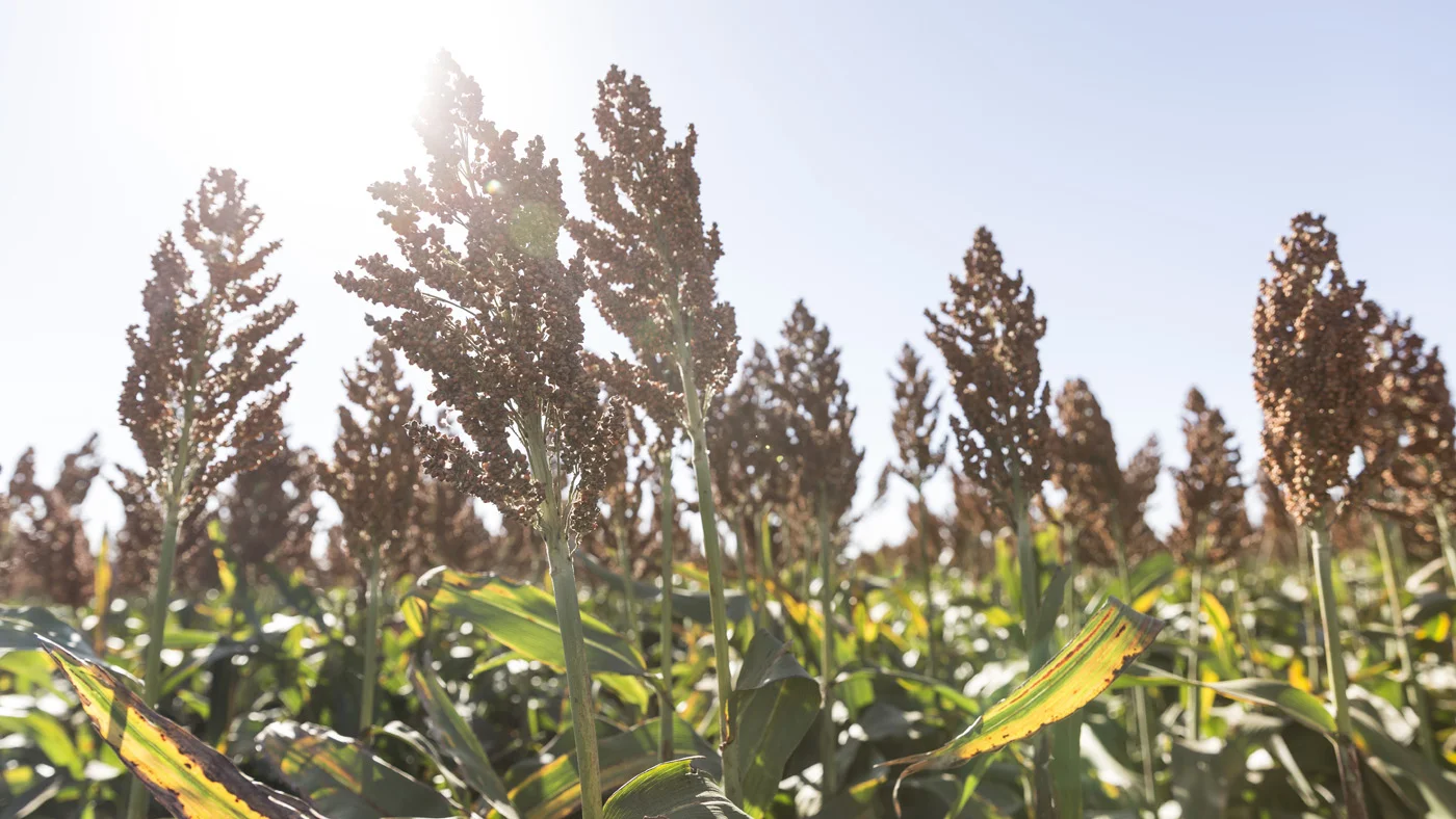 Miss & Little Miss Friona Pageants — Friona Chamber