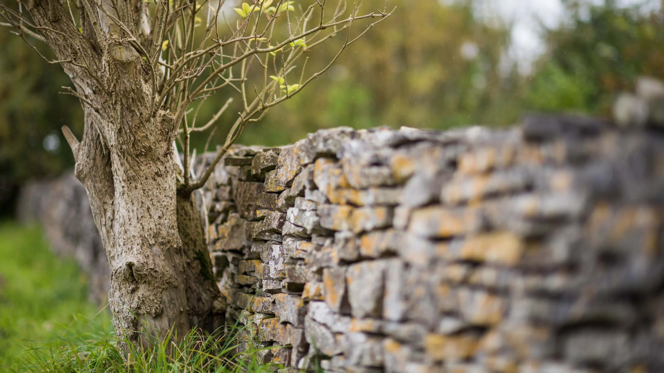 Nature Reserve Near Bristol and Bath | Somerset Nature Reserves — Folly ...