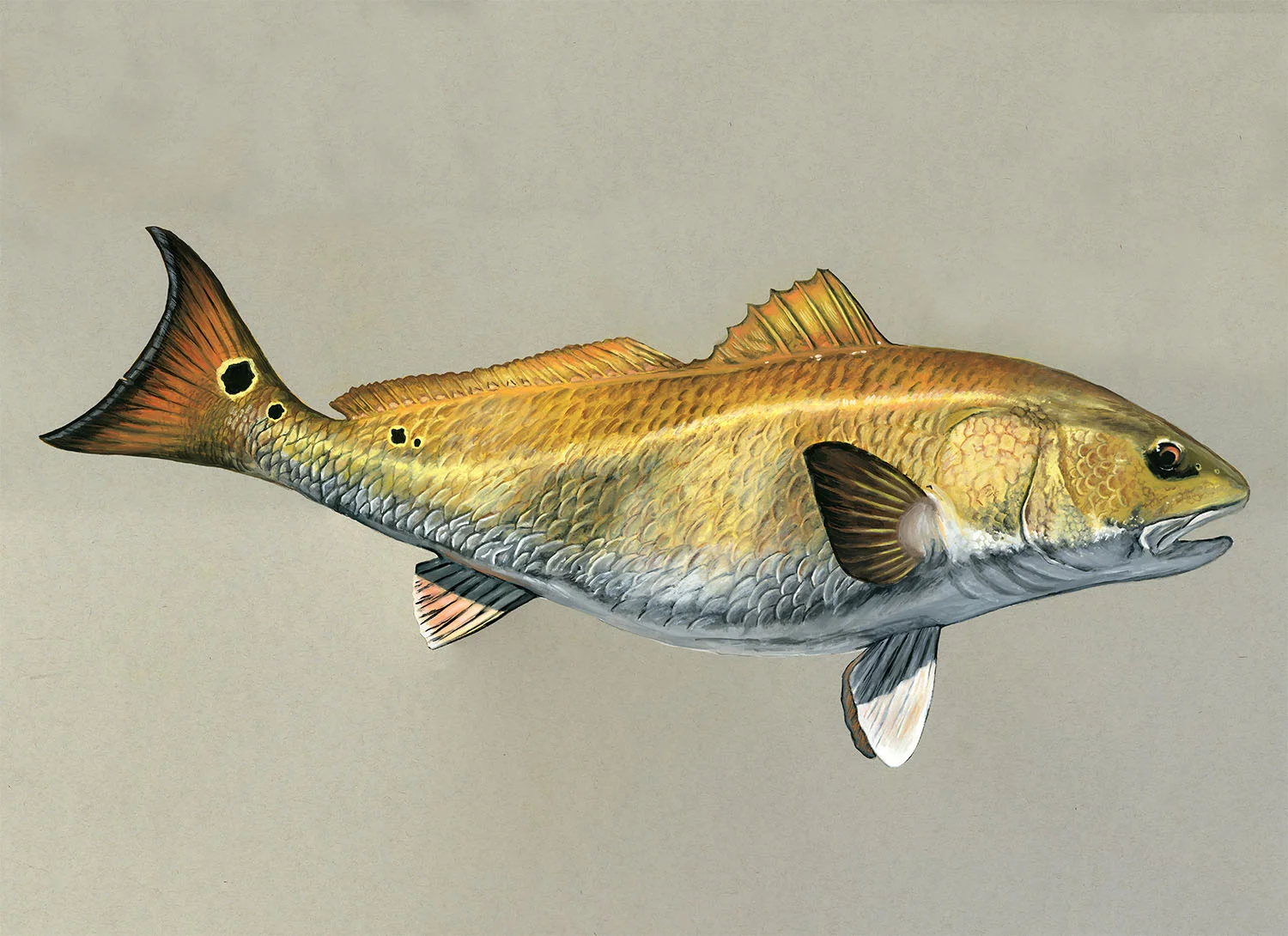 Redfish Art Wallpaper