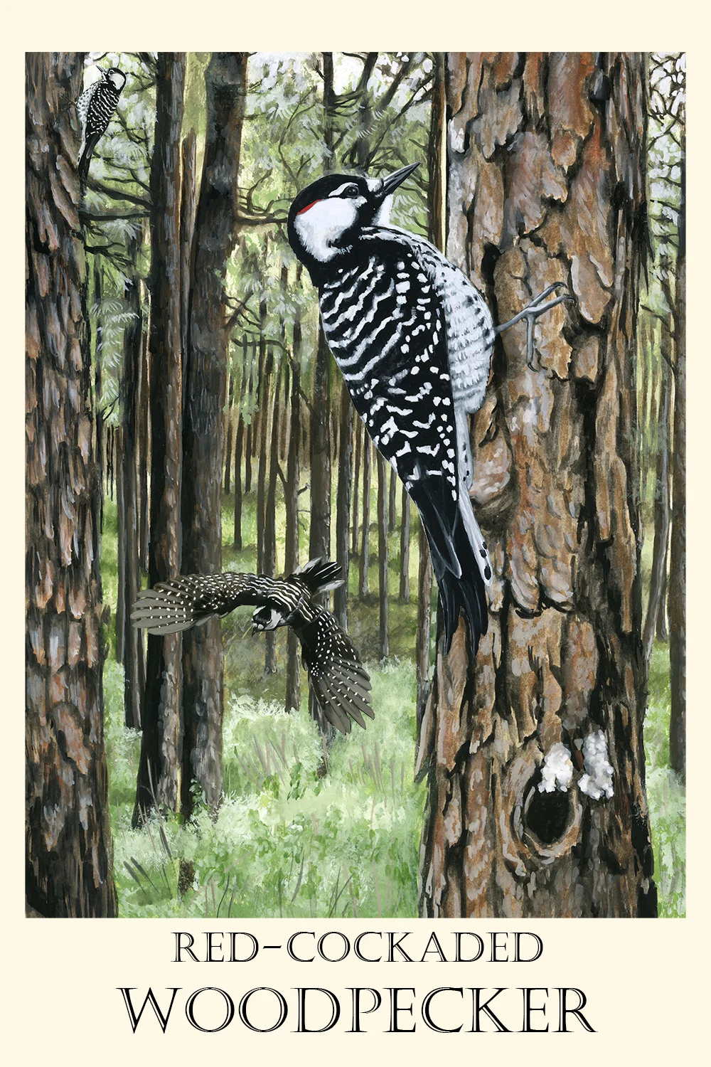 Red Cockaded Woodpecker — Thicket Design