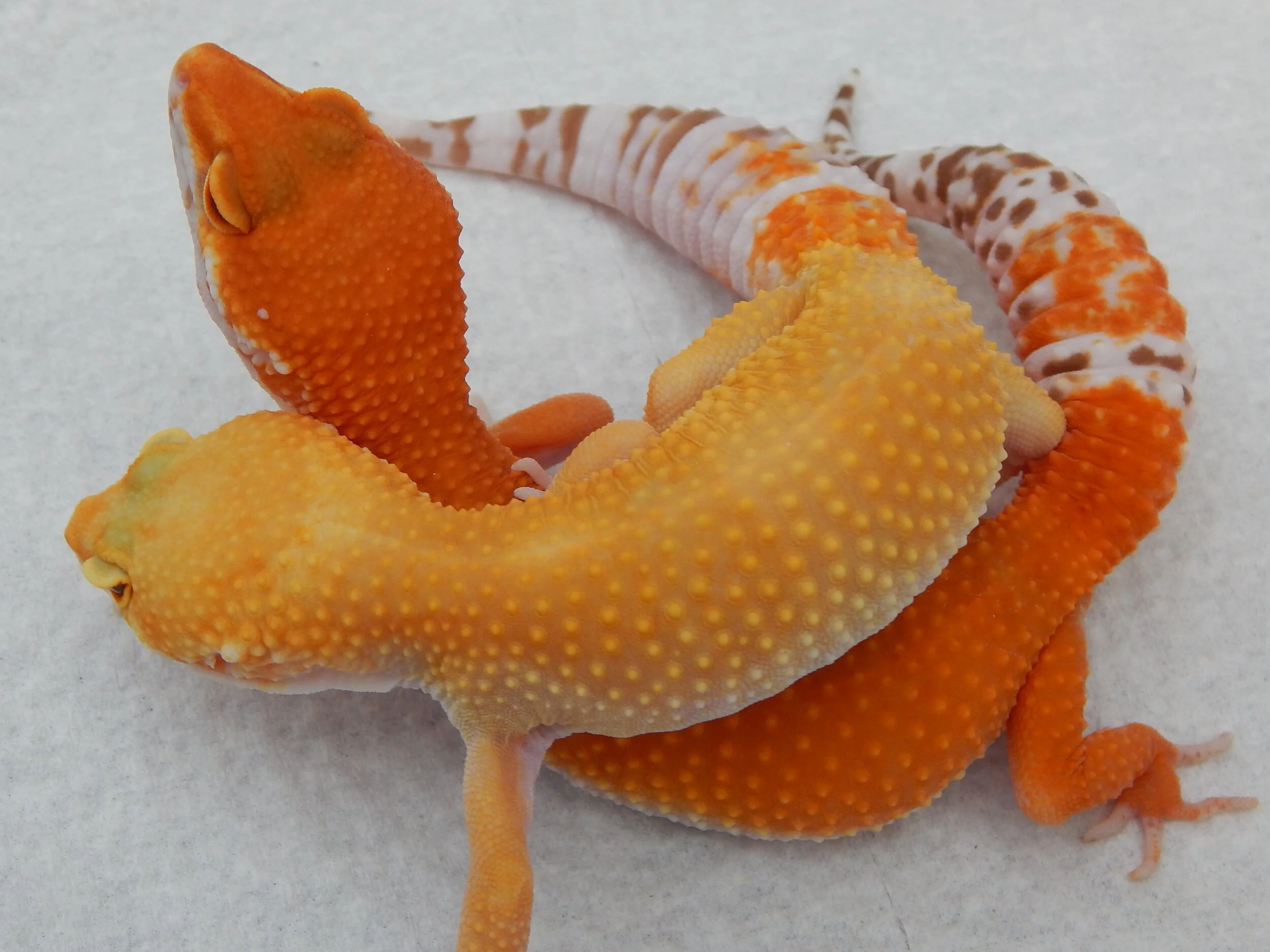 Leopard Geckos — Lecko My Gecko