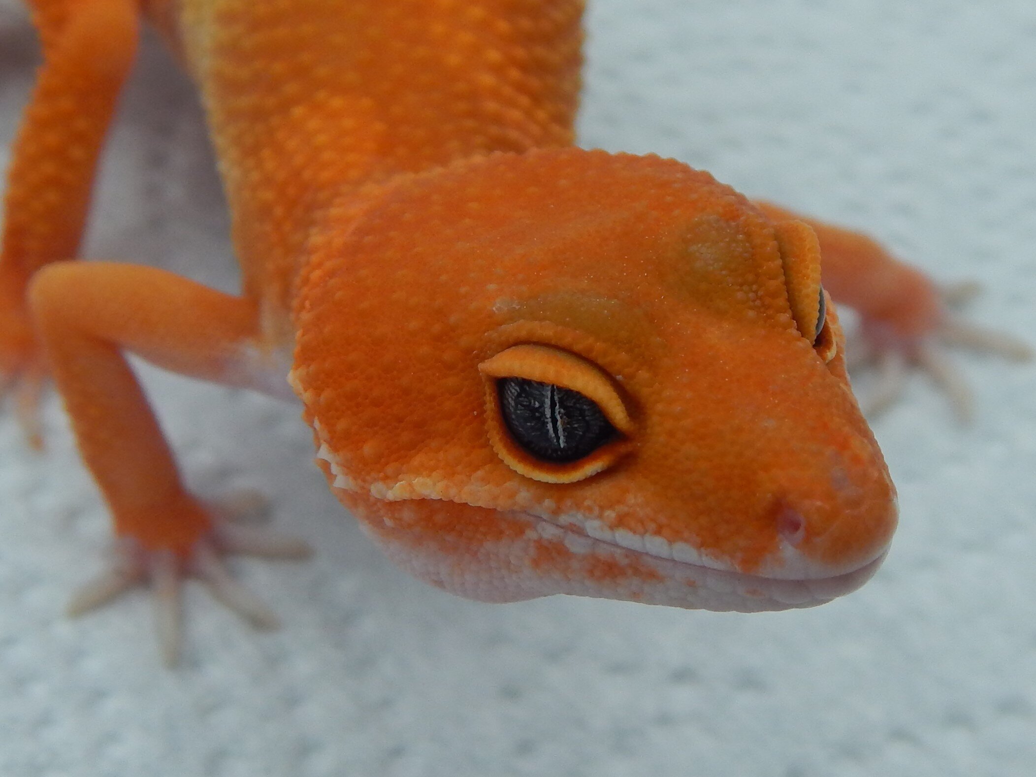 Available Leopard Geckos — Lecko My Gecko