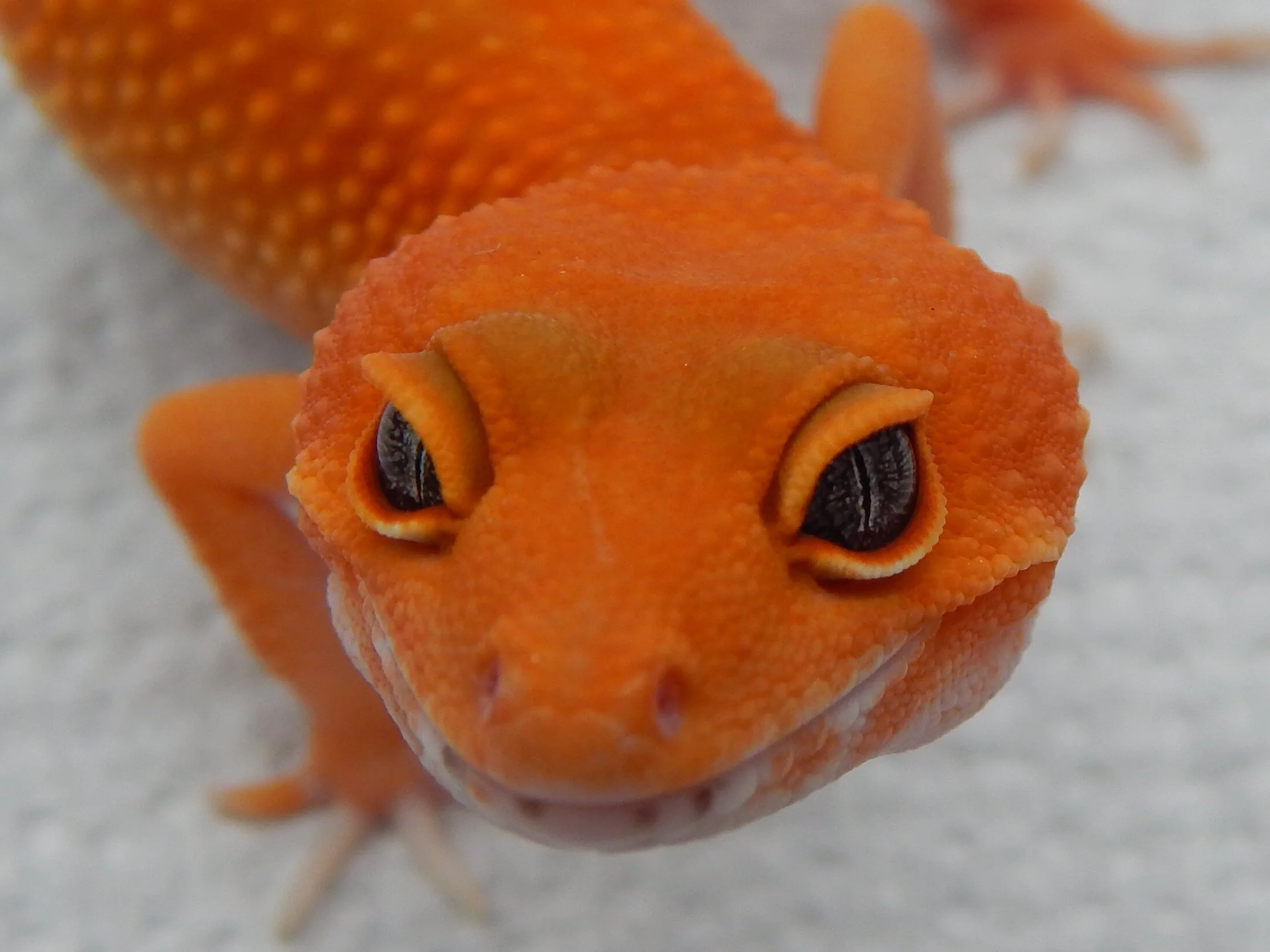 Available — Lecko My Gecko