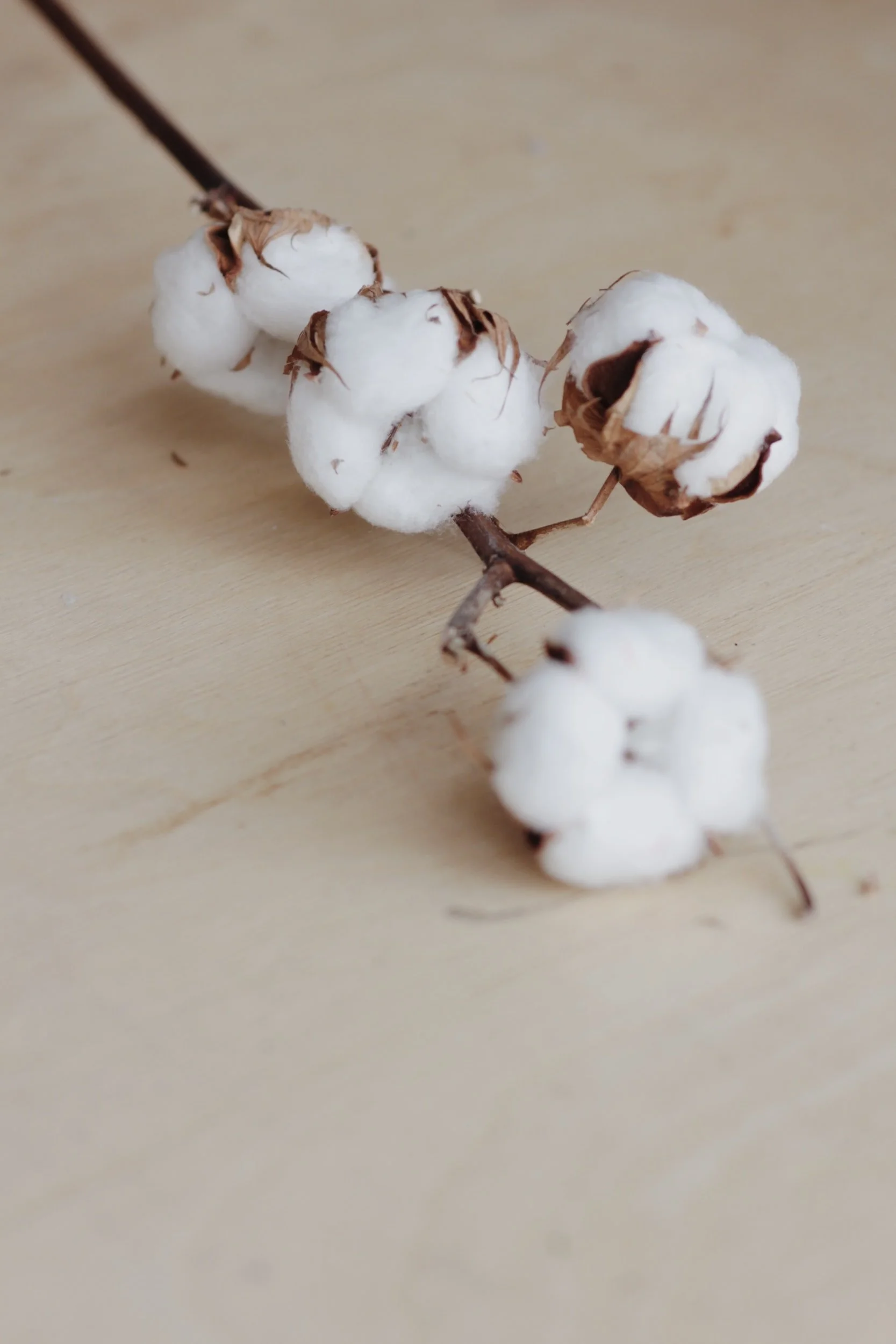 9 Organic Cotton Clothing Brands for Men — The Honest Consumer