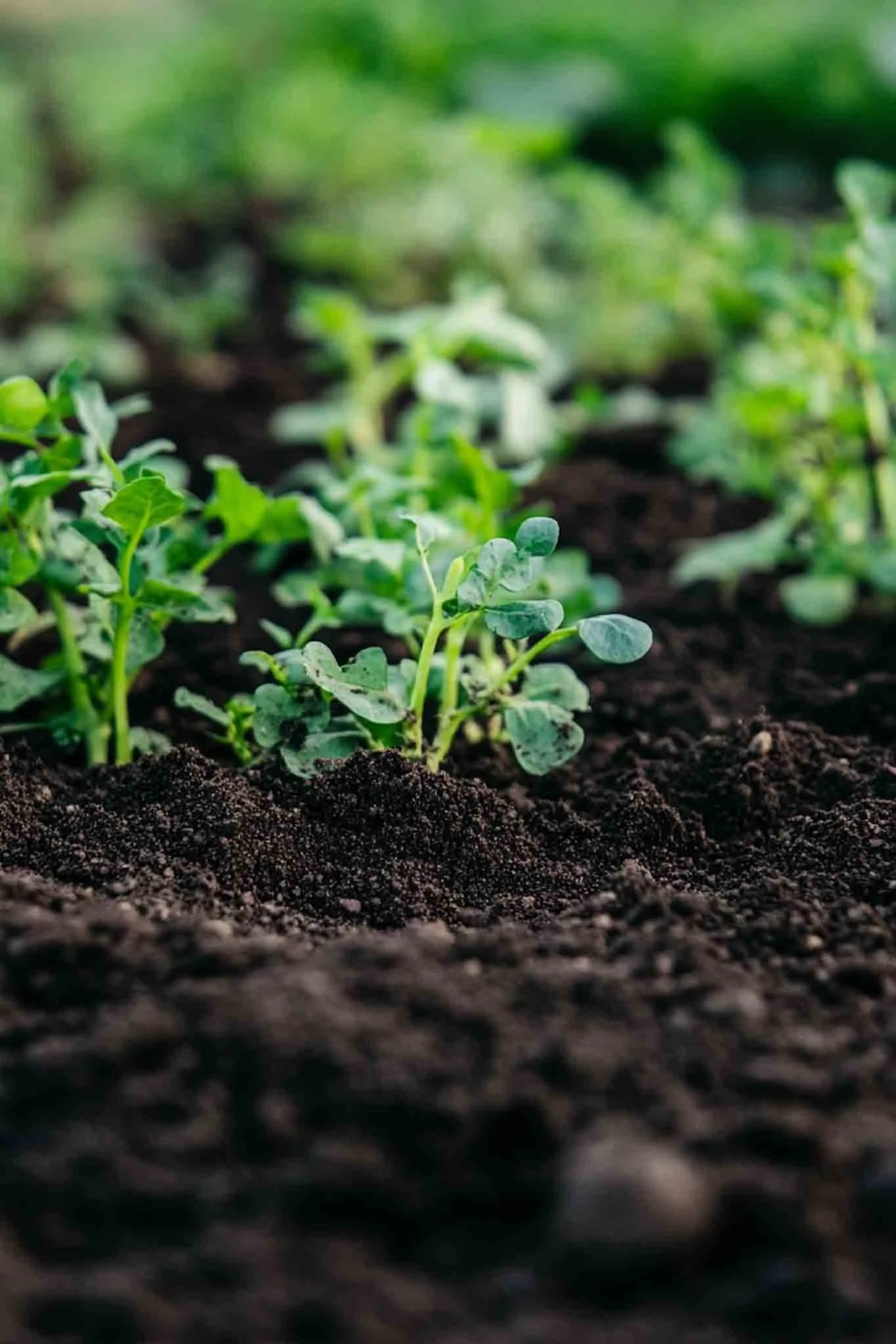 The Ultimate Guide to Exploring Regenerative Meat — The Honest Consumer