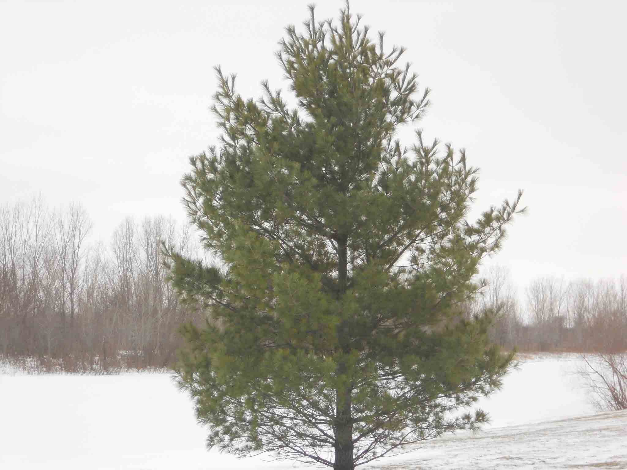 10 Easy Ways to Reduce Your Carbon Footprint for Greener Living — The ...