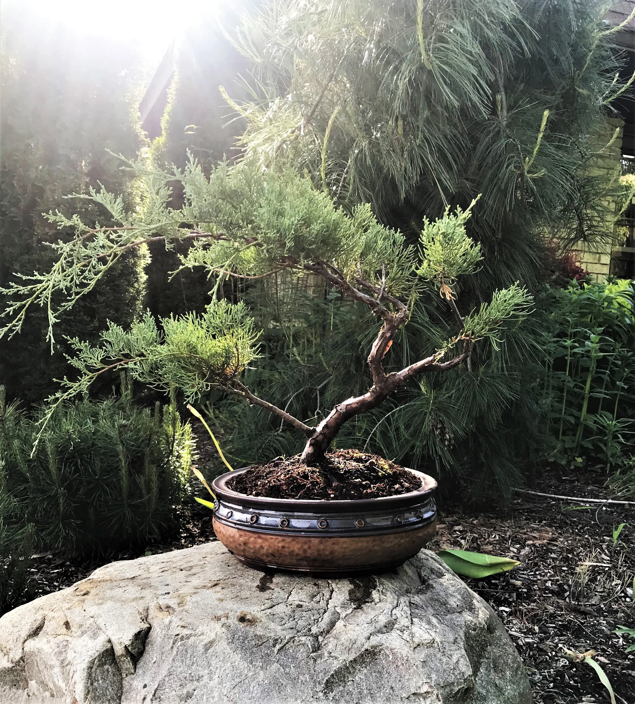 Bonsai — Stone Forest Pottery