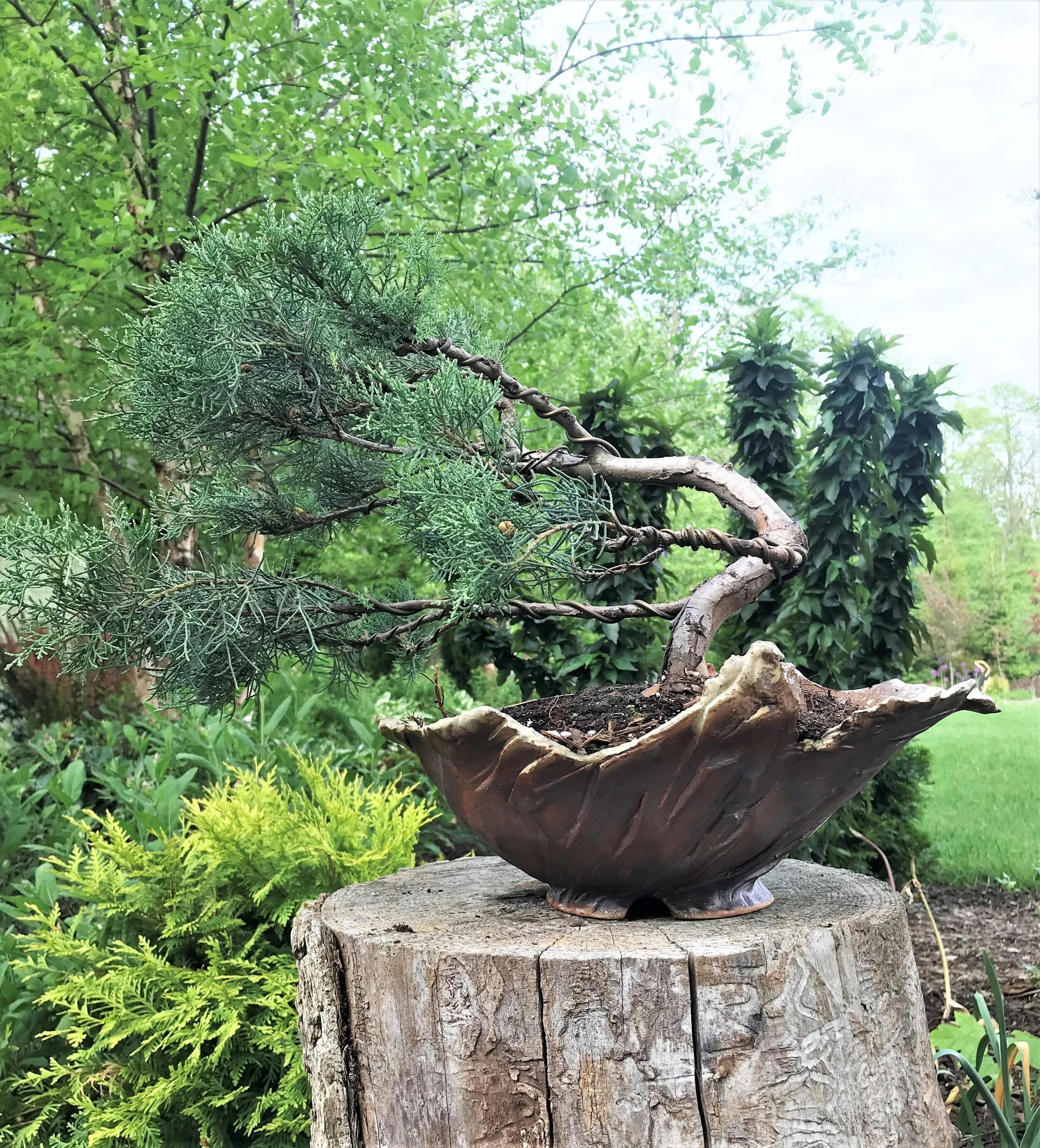 Bonsai — Stone Forest Pottery