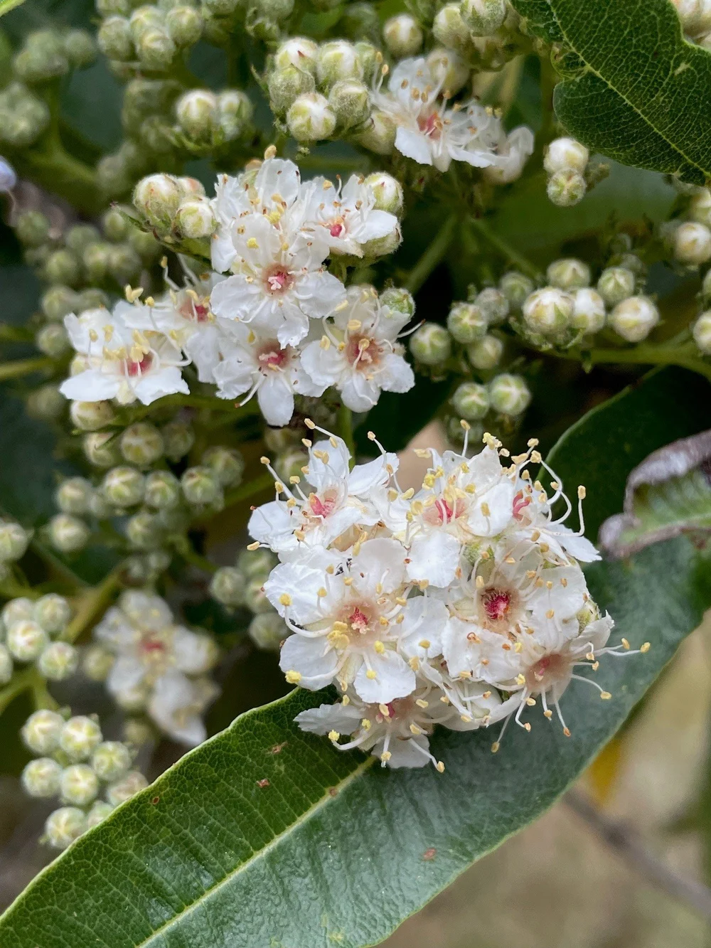Rare Plants on Catalina Island — Channel Islands Restoration