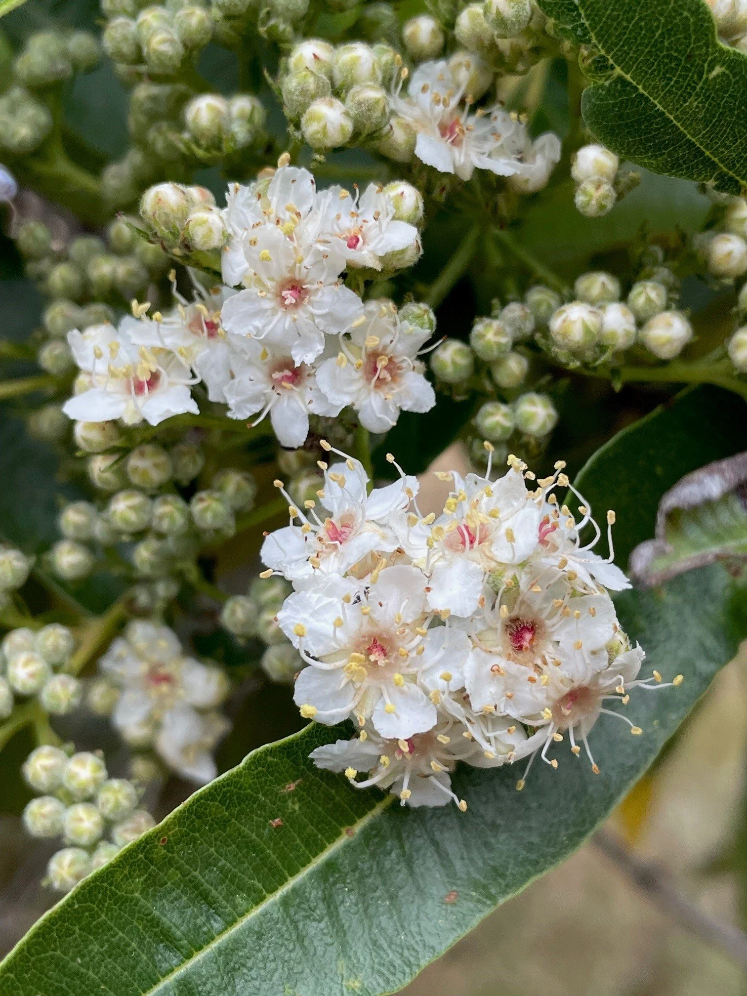 Rare Plants on Catalina Island — Channel Islands Restoration