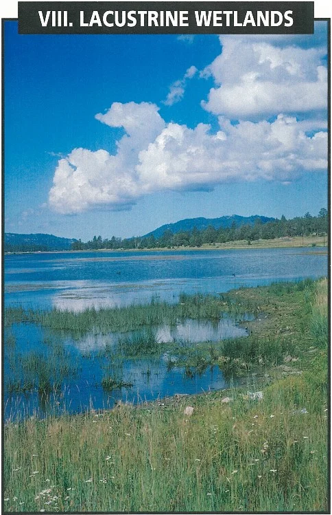 Wetlands Research — Channel Islands Restoration