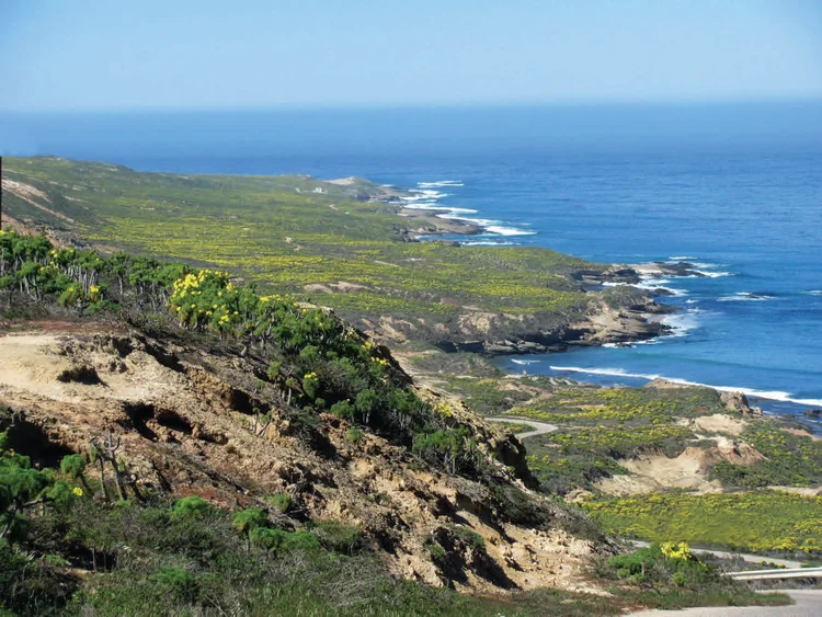 Channel Islands Restoration
