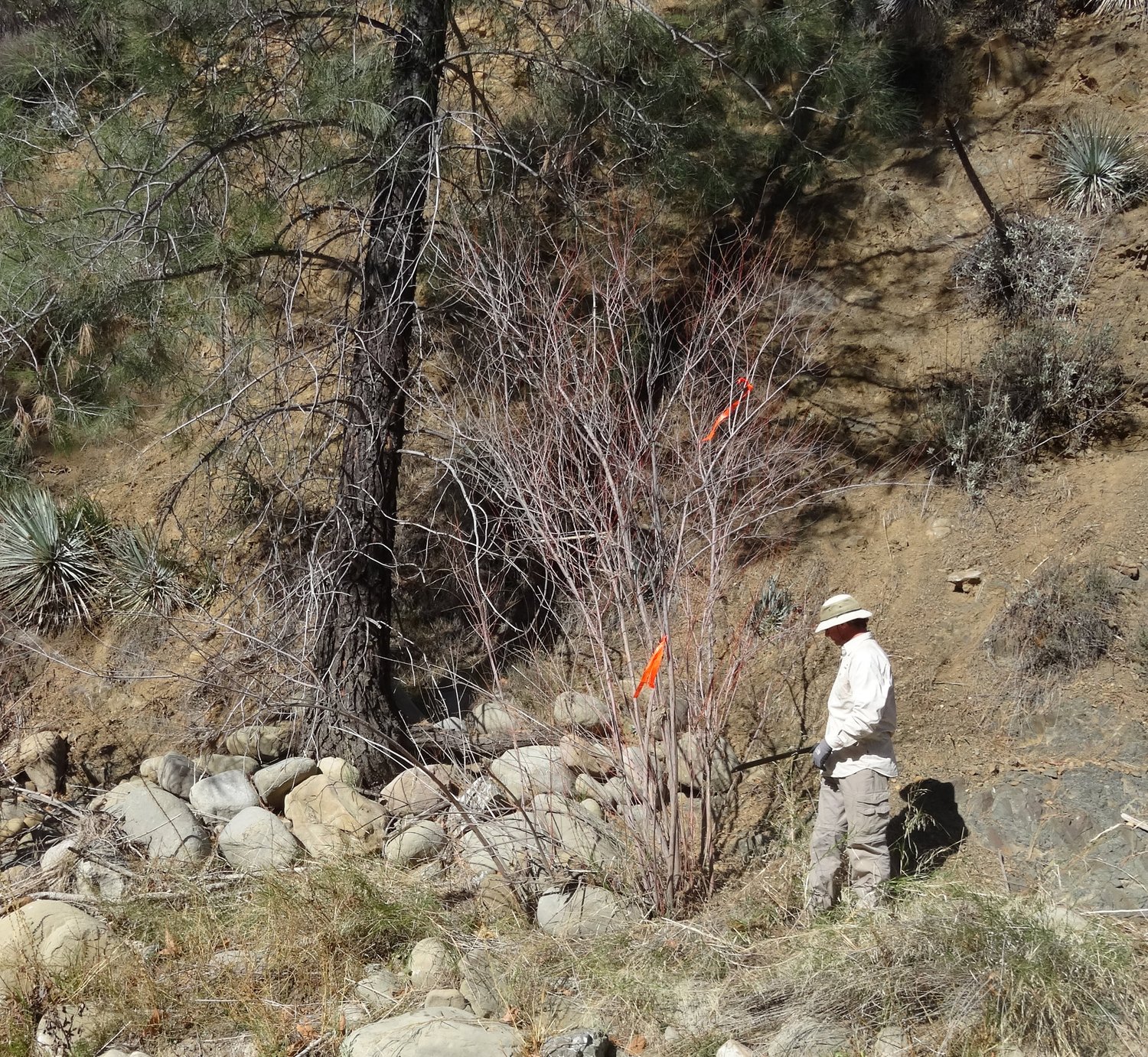 TamarisK — Channel Islands Restoration