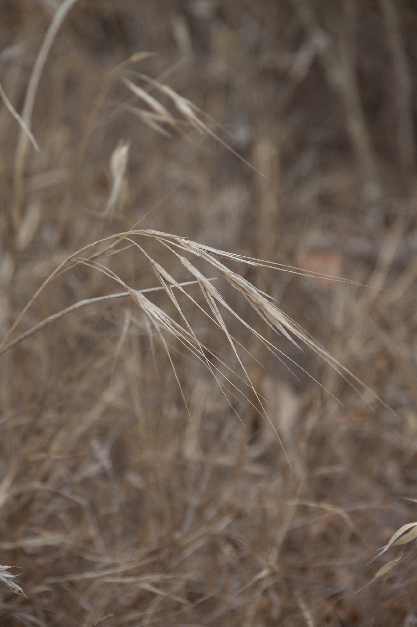 Ripgut Brome Removal — Channel Islands Restoration