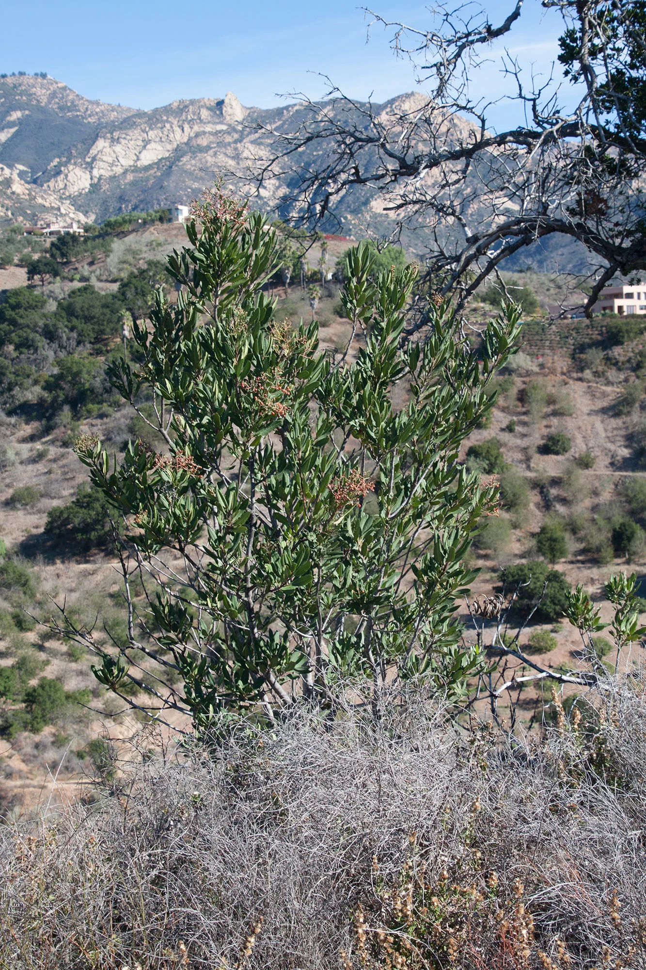 Plant Profile: Toyon — Channel Islands Restoration