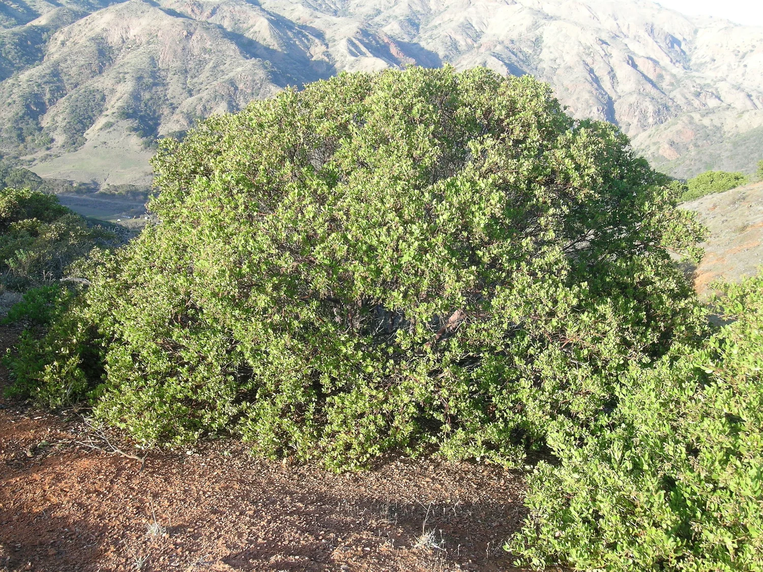 Plant Profile: Manzanita — Channel Islands Restoration