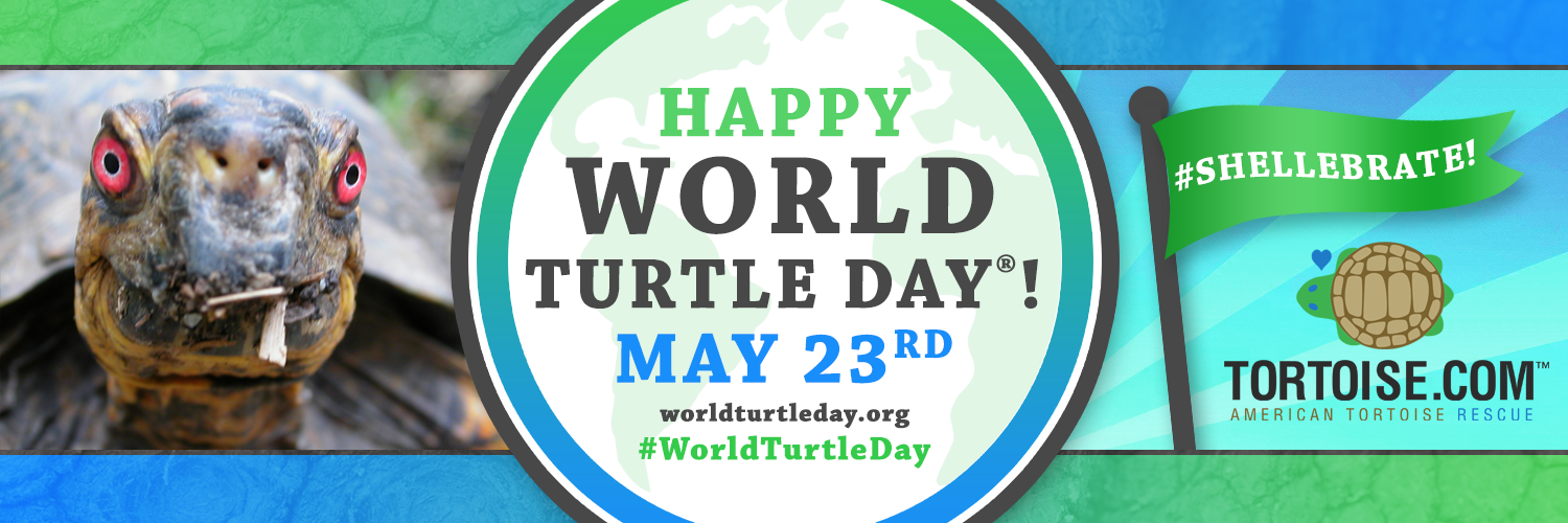 May 23rd is World Turtle Day! — Channel Islands Restoration