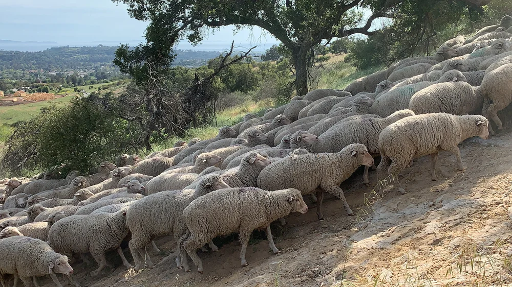 Our Environmental Volunteer Program — Channel Islands Restoration