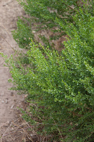 The Coyote Brush — Channel Islands Restoration