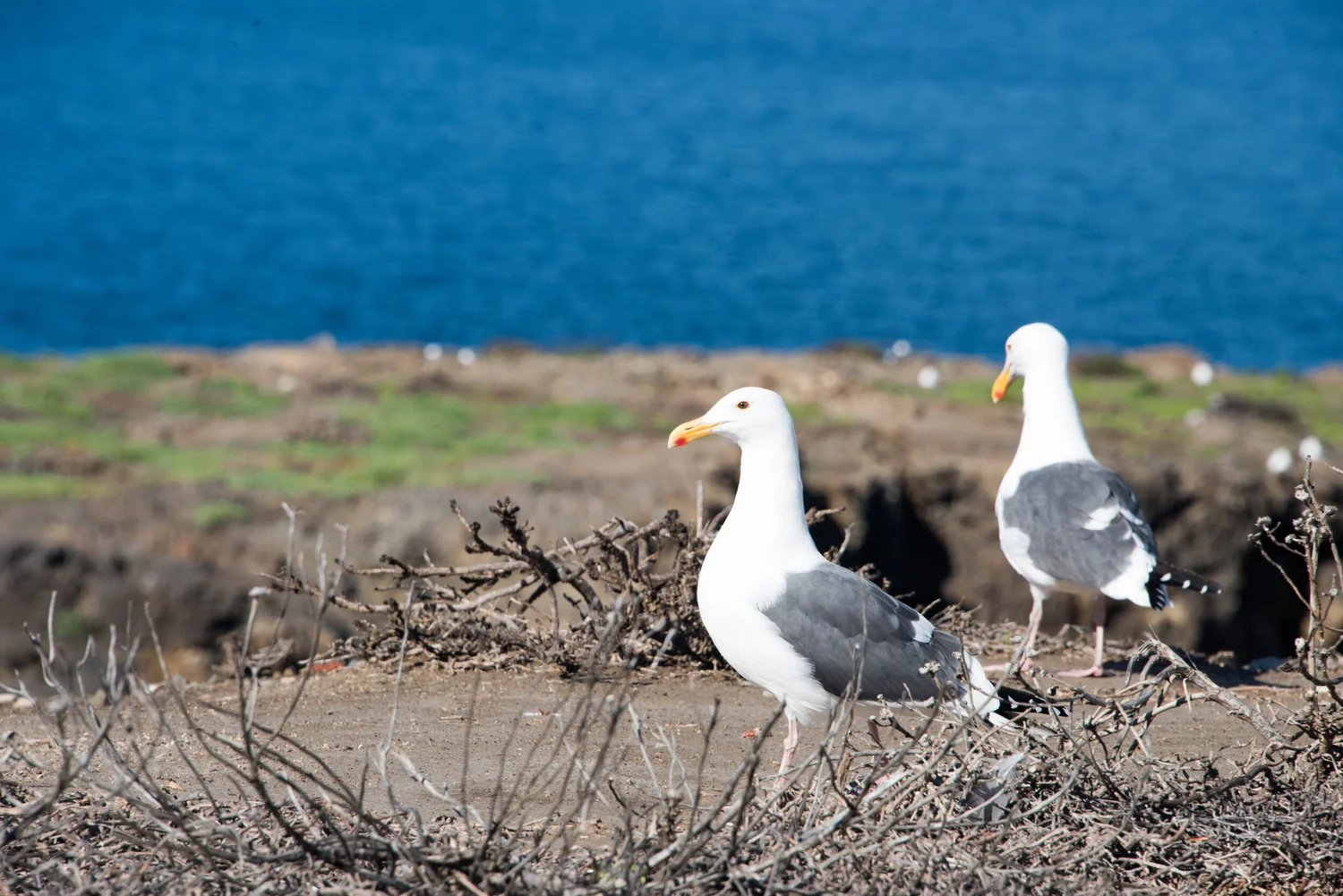 Learn About Anacapa Island — Channel Islands Restoration
