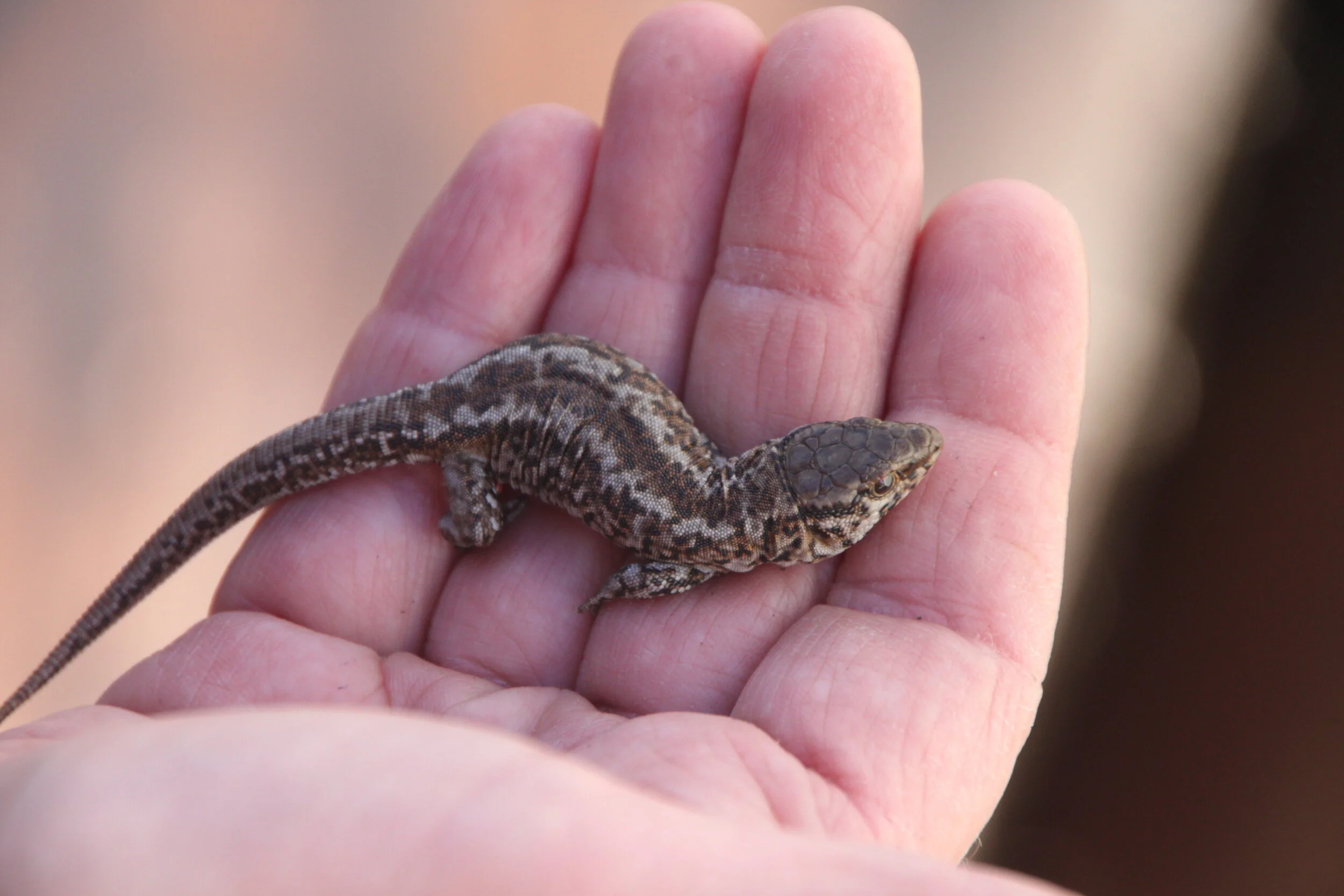 Island Night Lizard — Channel Islands Restoration