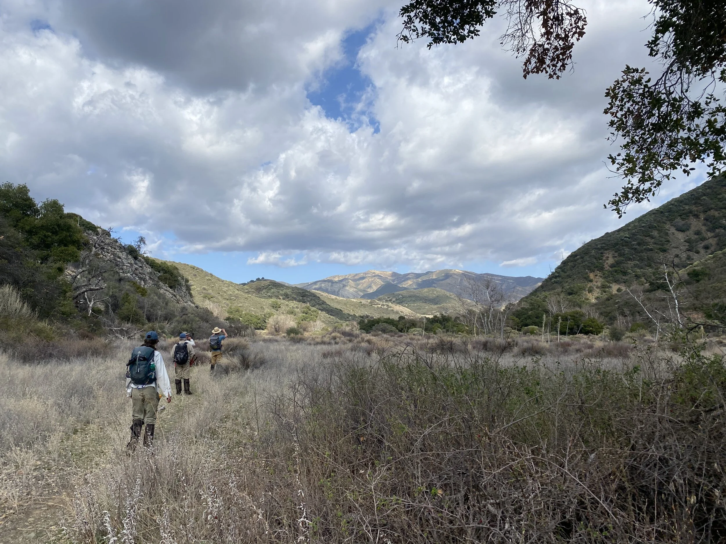 Santa Ynez River Restoration — Channel Islands Restoration