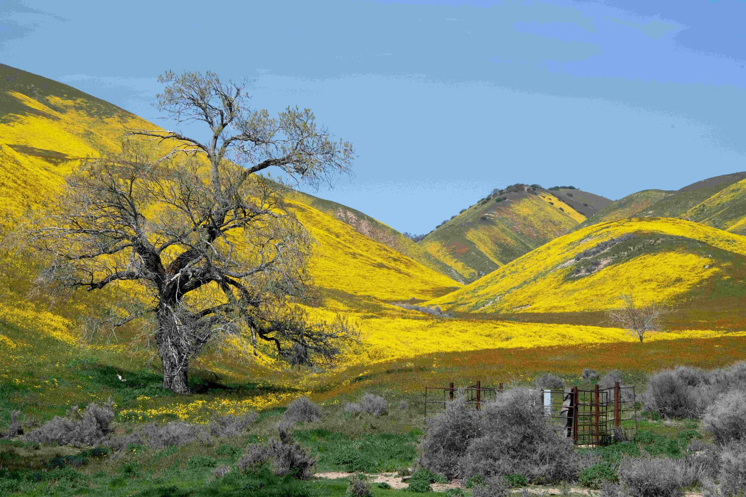 Are Dogs Allowed In Carrizo Plain National Monument