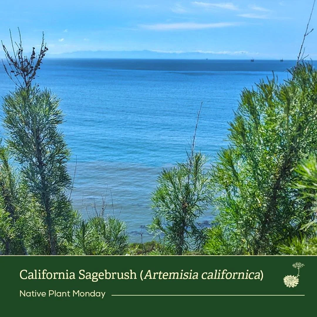 Instagram Channel Islands — Channel Islands Restoration