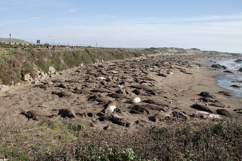 Central Coast Nature Tour — Channel Islands Restoration