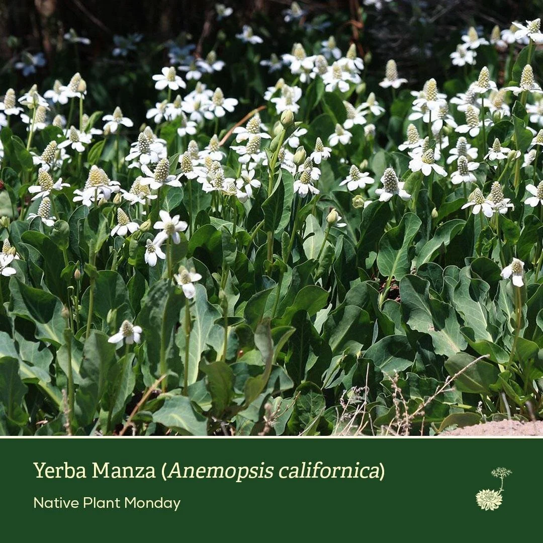 Instagram Channel Islands — Channel Islands Restoration