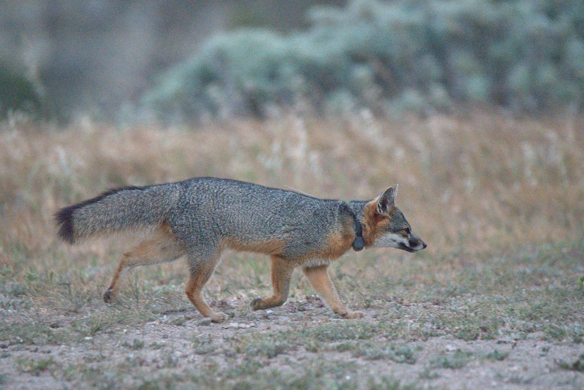 The Island Fox - Partner in Restoring Island Plant Communities ...