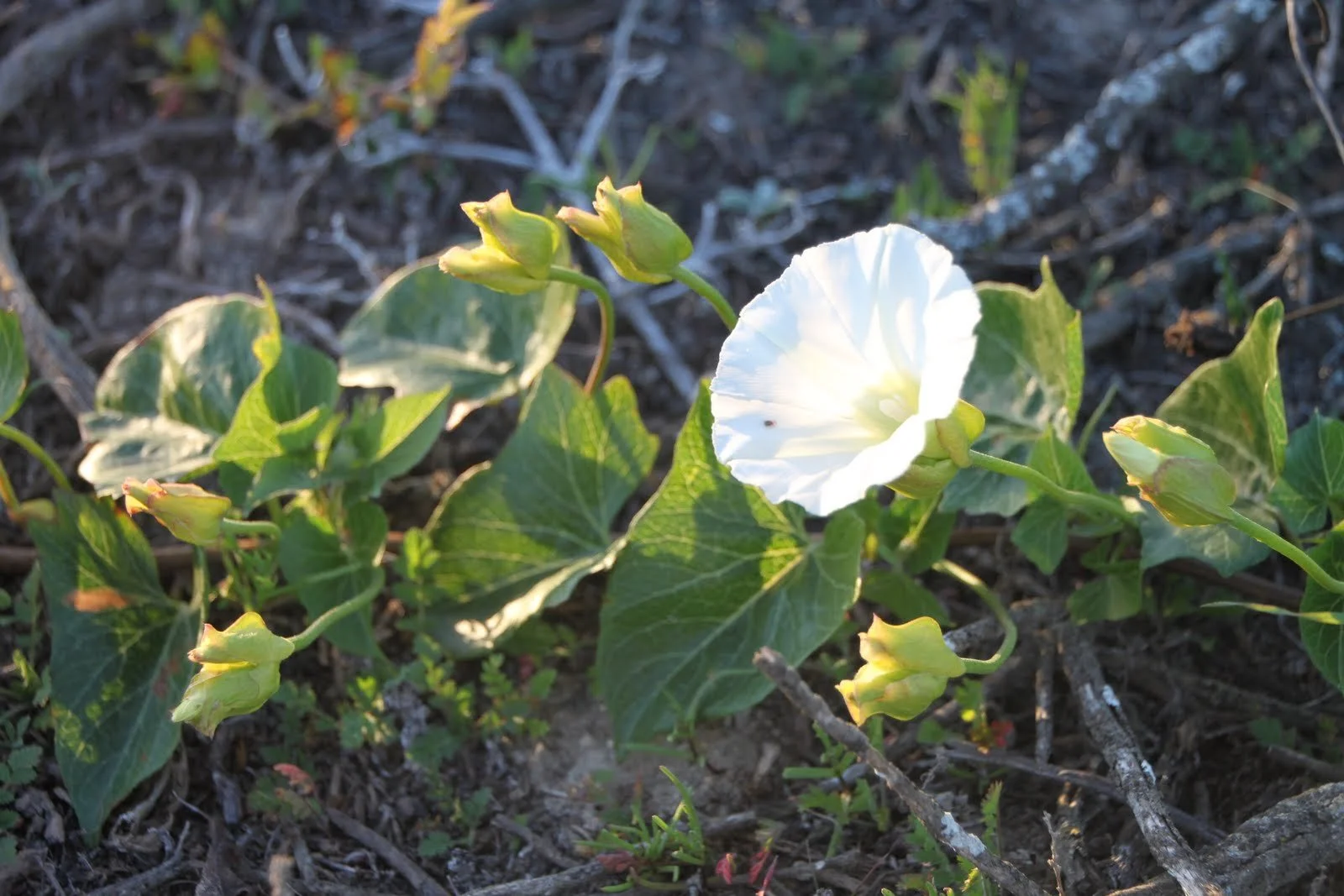 Native Plants — Channel Islands Restoration