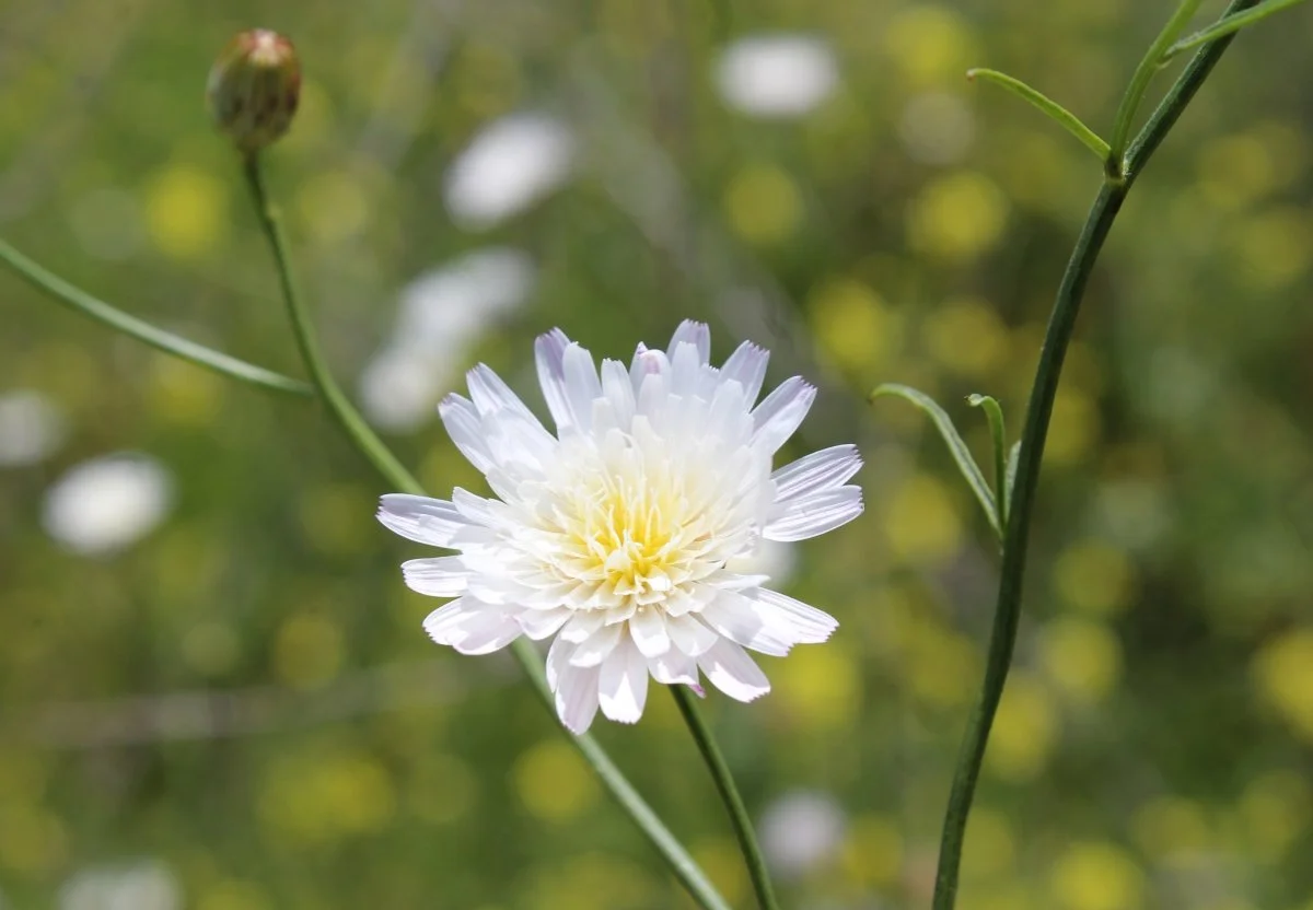 Native Plant Protection — Channel Islands Restoration