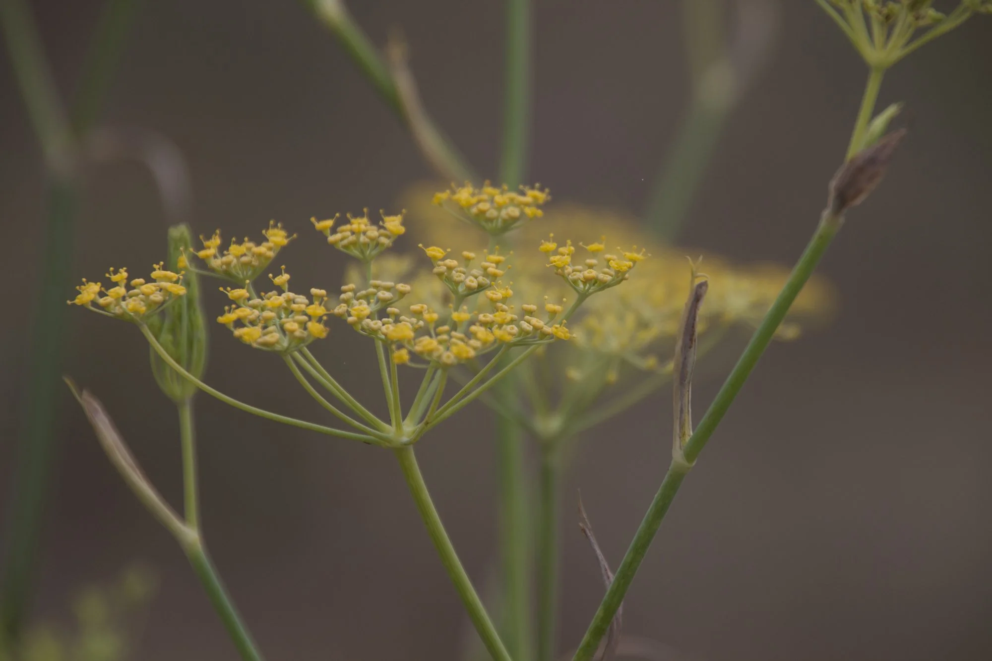 The Channel Islands — Channel Islands Restoration
