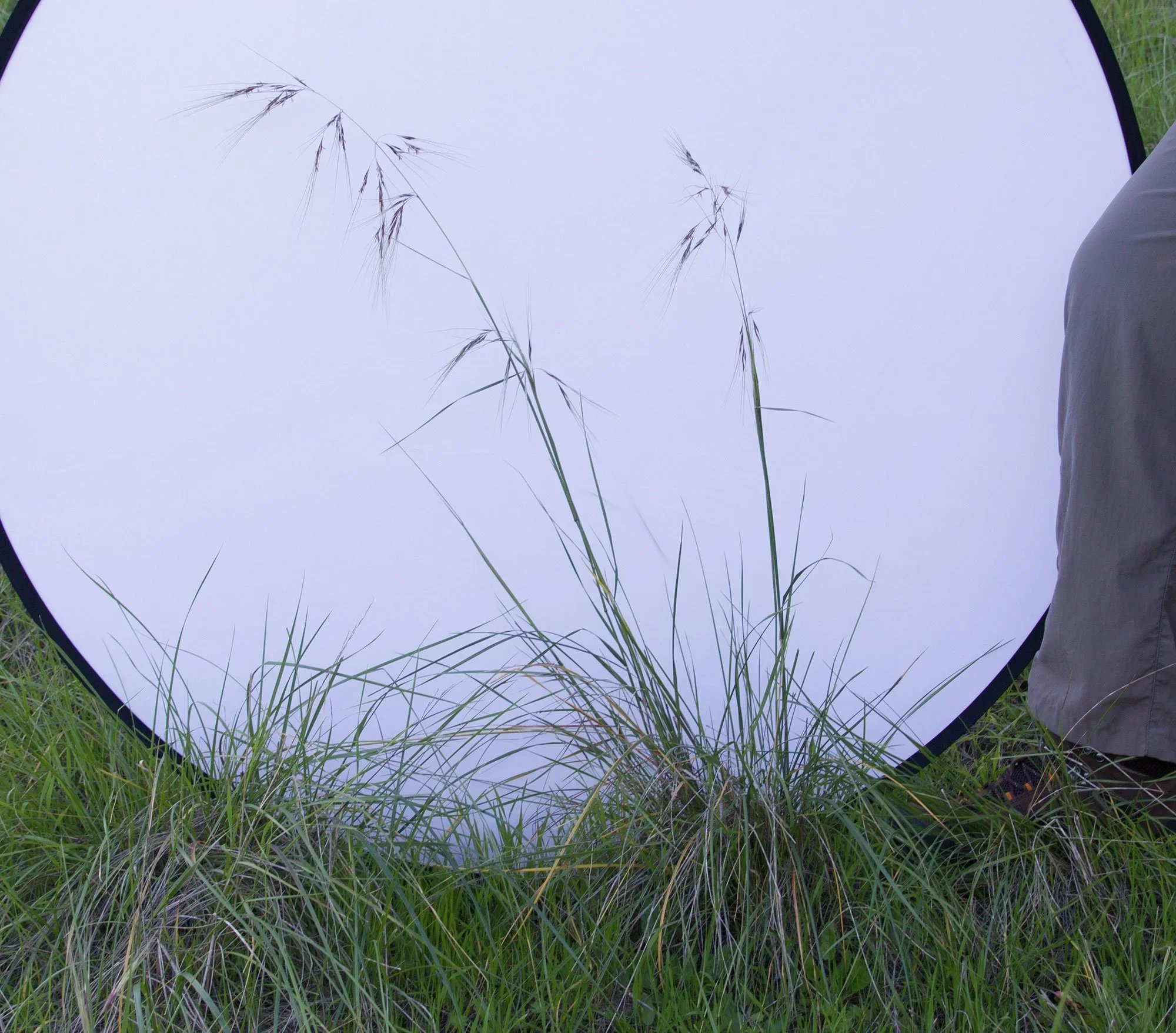 Purple-needlegrass — Channel Islands Restoration