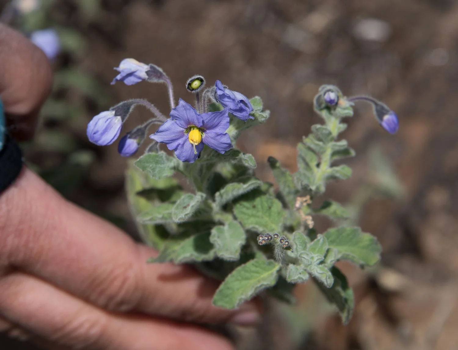 Native Plant Protection — Channel Islands Restoration