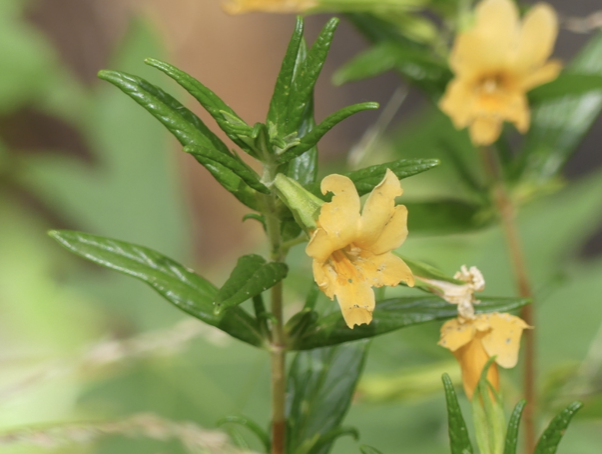 Sticky Monkey Flower — Channel Islands Restoration